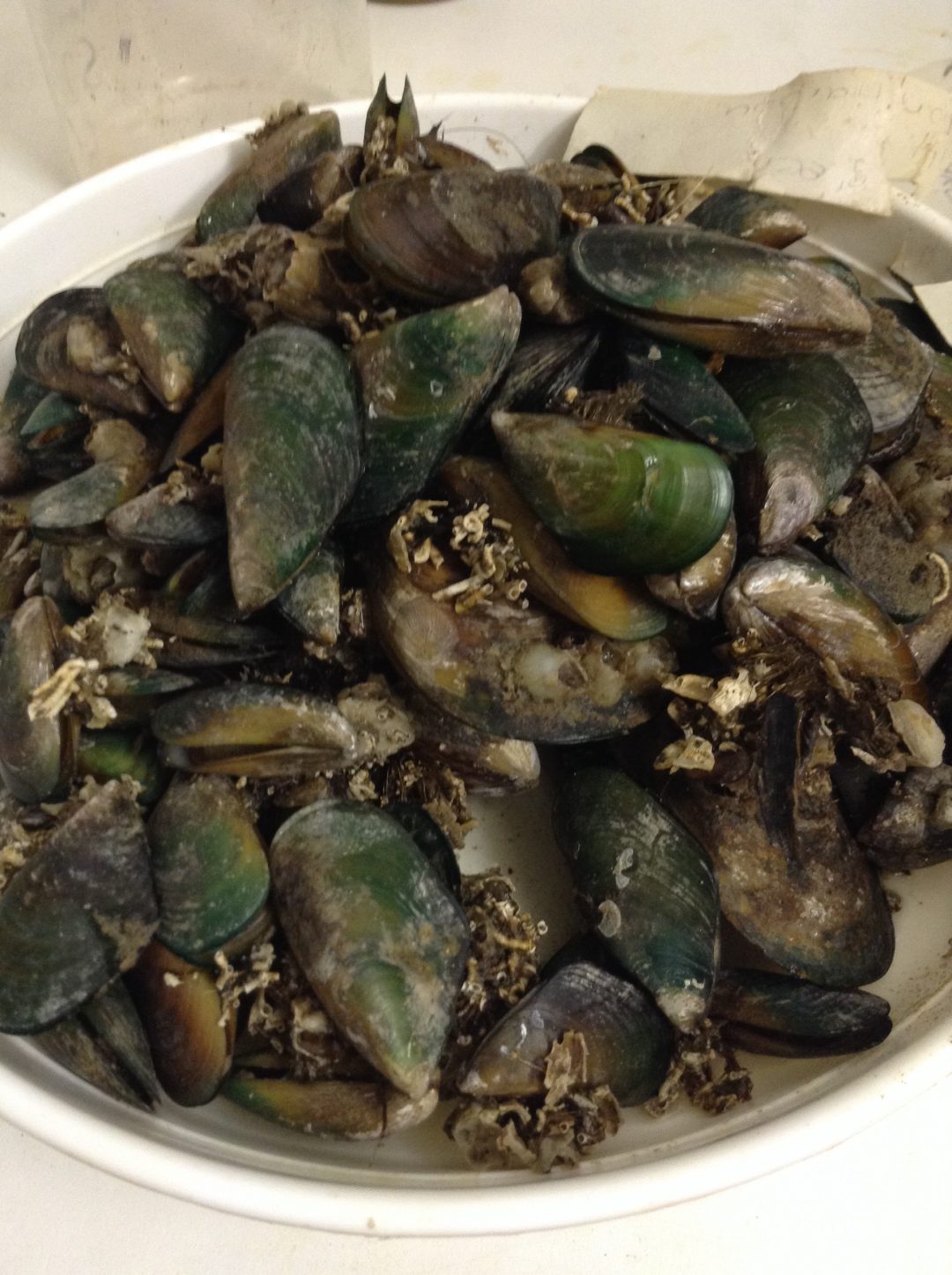 Unexpected invasive mussel discovered through gene analysis - FBIP