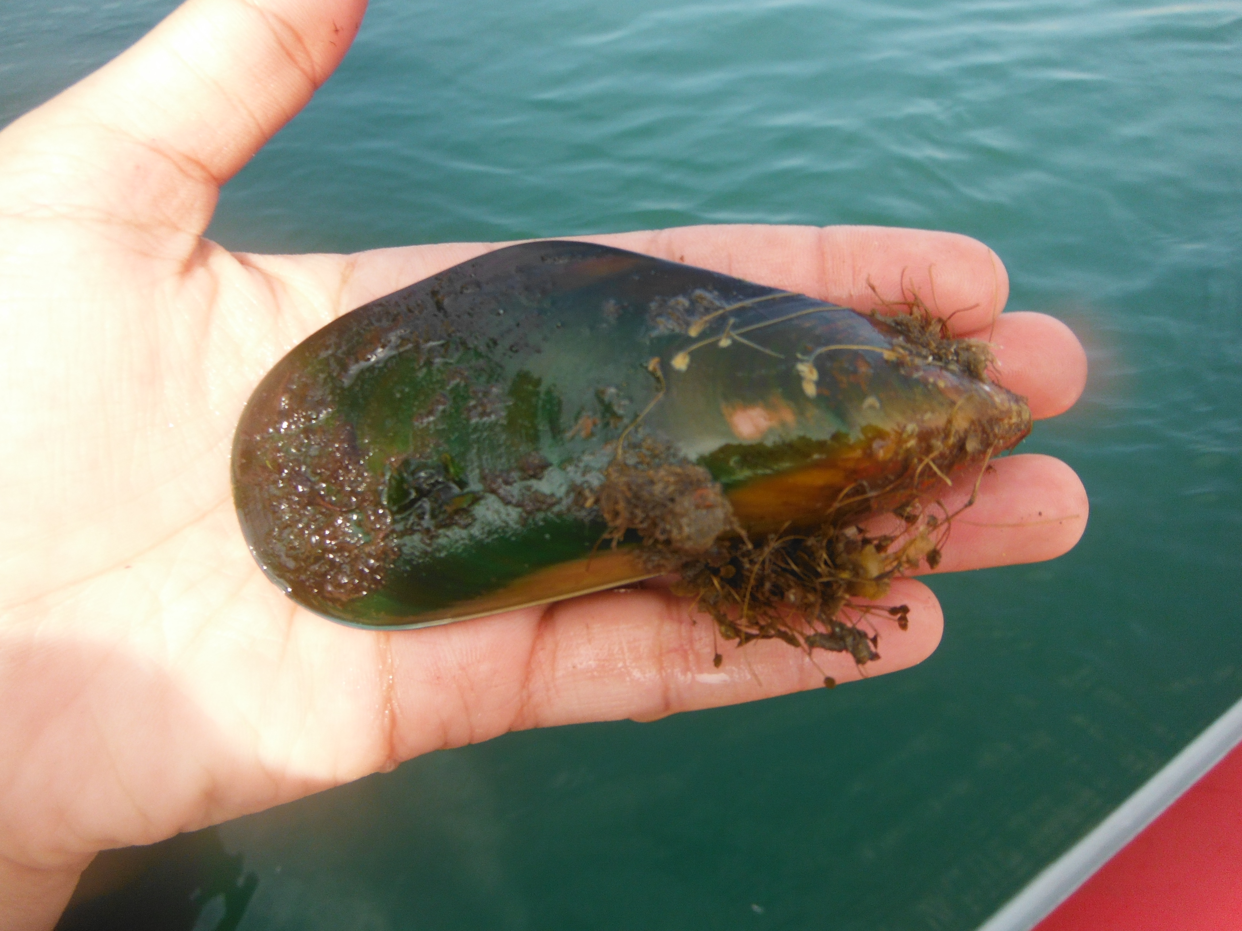 Unexpected invasive mussel discovered through gene analysis - FBIP