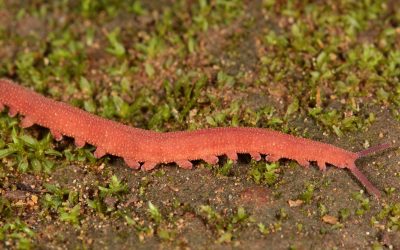 Velvet worms ‘raise flag’ on SA's threatened indigenous forests - FBIP