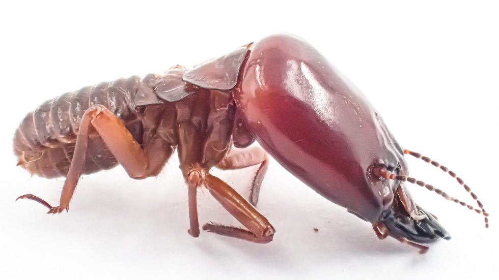 Majeje termites: Scientists uncover diversity in edible African ...