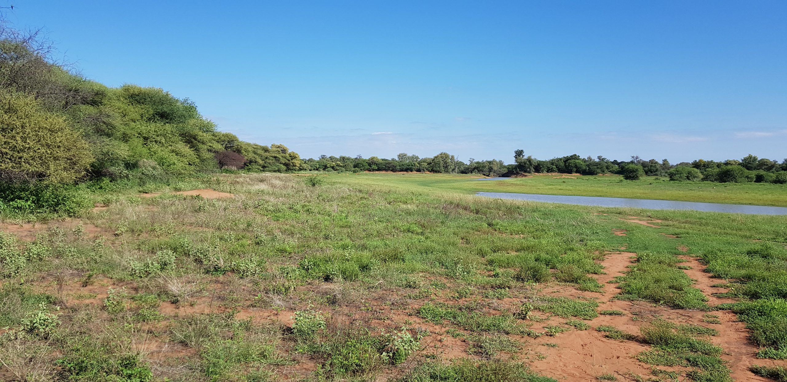 Waterberg Biodiversity Project botanical team haul over 500 plant ...