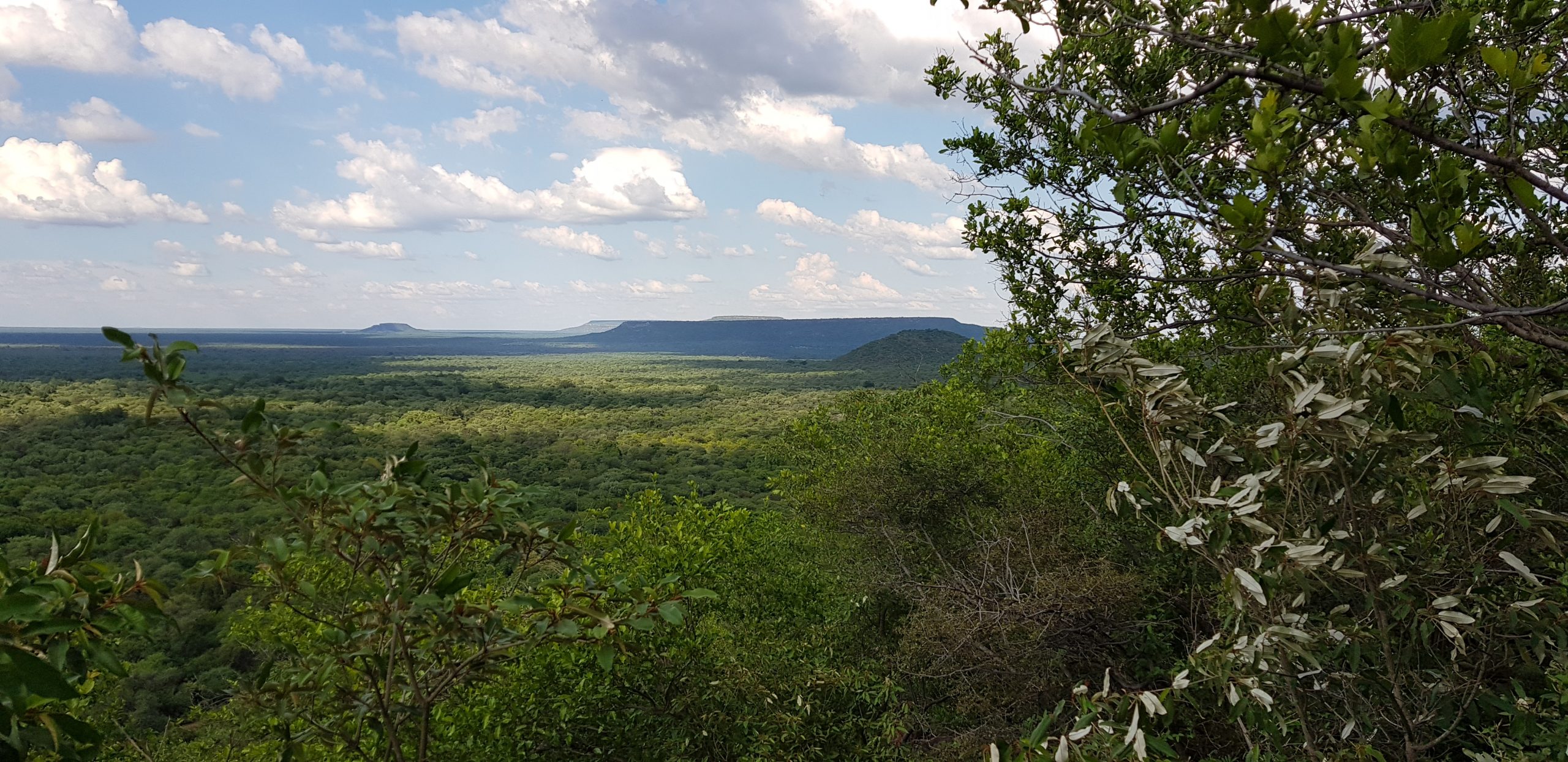 Waterberg Biodiversity Project botanical team haul over 500 plant ...