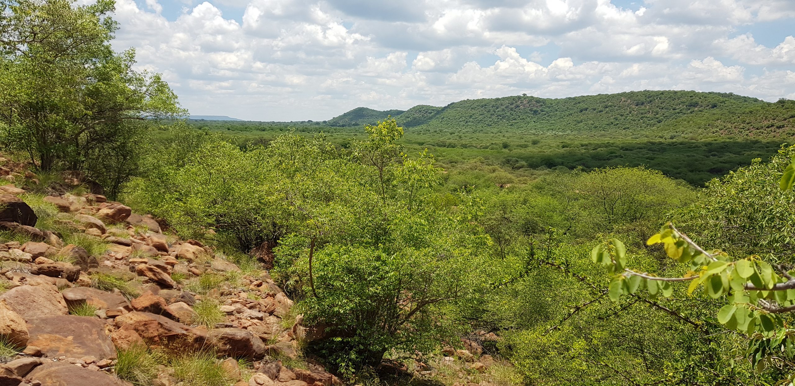 Waterberg Biodiversity Project botanical team haul over 500 plant ...